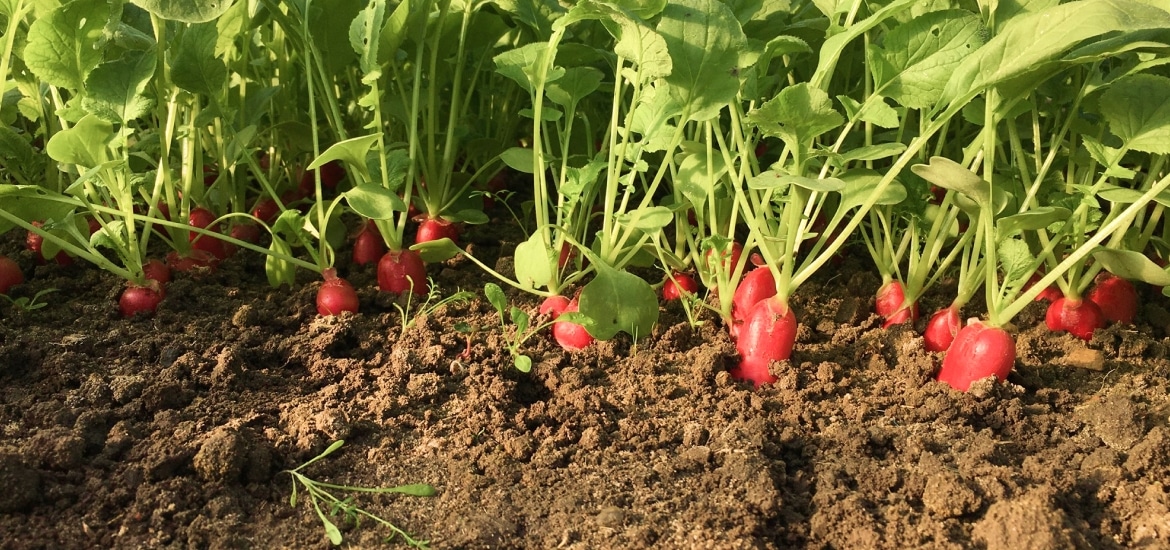 SOLAAL pour les entreprises partenaires... | Solaal