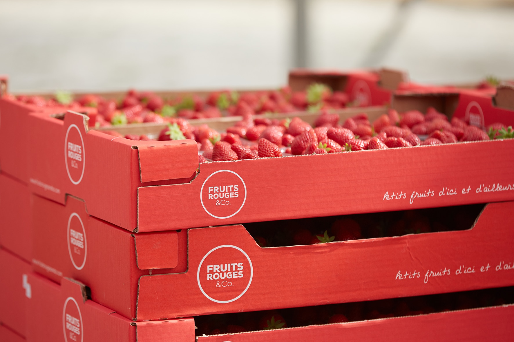 Fruits Rouges & Co, une entreprise de l’agroalimentaire solidaire | Solaal